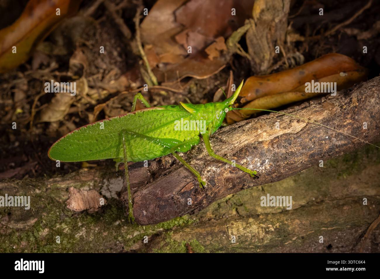 Male of Rhinoceros Spearbearer, Copiphora rhinoceros, Tettigoniidae ...