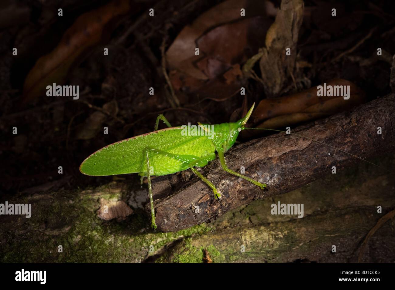 Male of Rhinoceros Spearbearer, Copiphora rhinoceros, Tettigoniidae ...