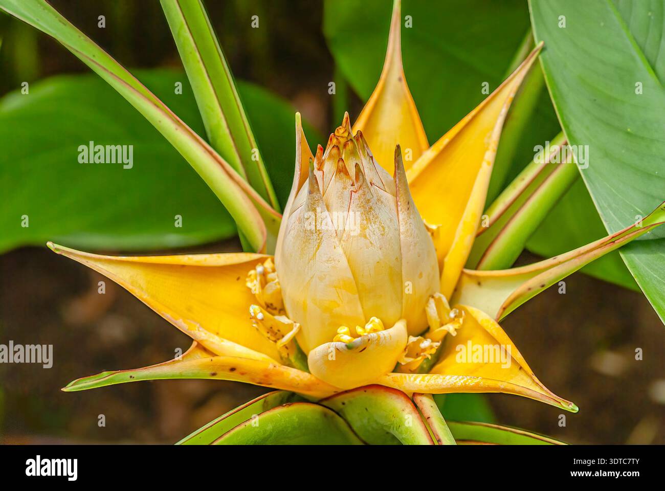 Banana flower hi-res stock photography and images - Alamy