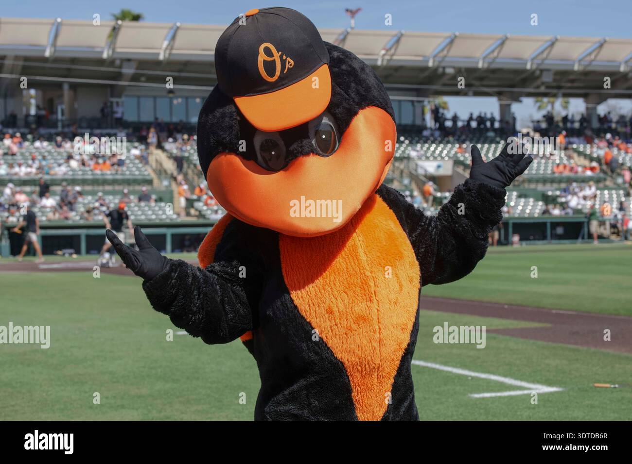 Sarasota FL USA; Baltimore Orioles mascot Bird poses for a photo prior ...