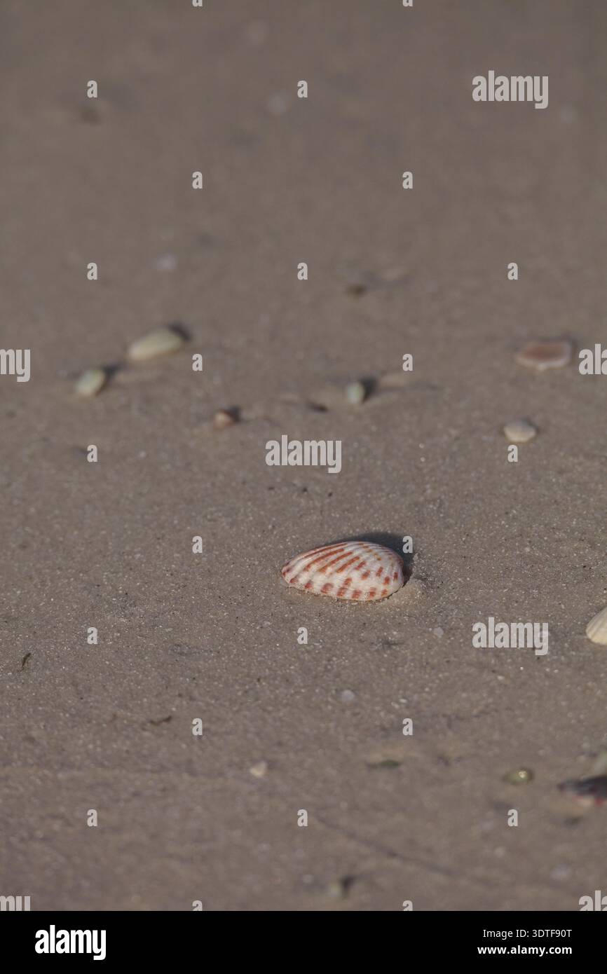 Sunray Venus Macrocallista nimbosa sea shell in the sand in front of ...