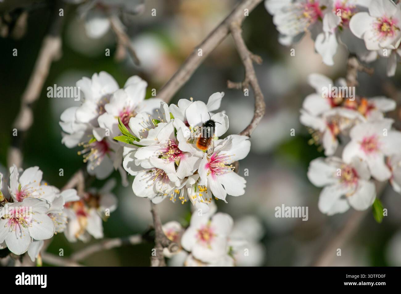 Osmia cornuta pollinating almond blossom during spring flowering ...