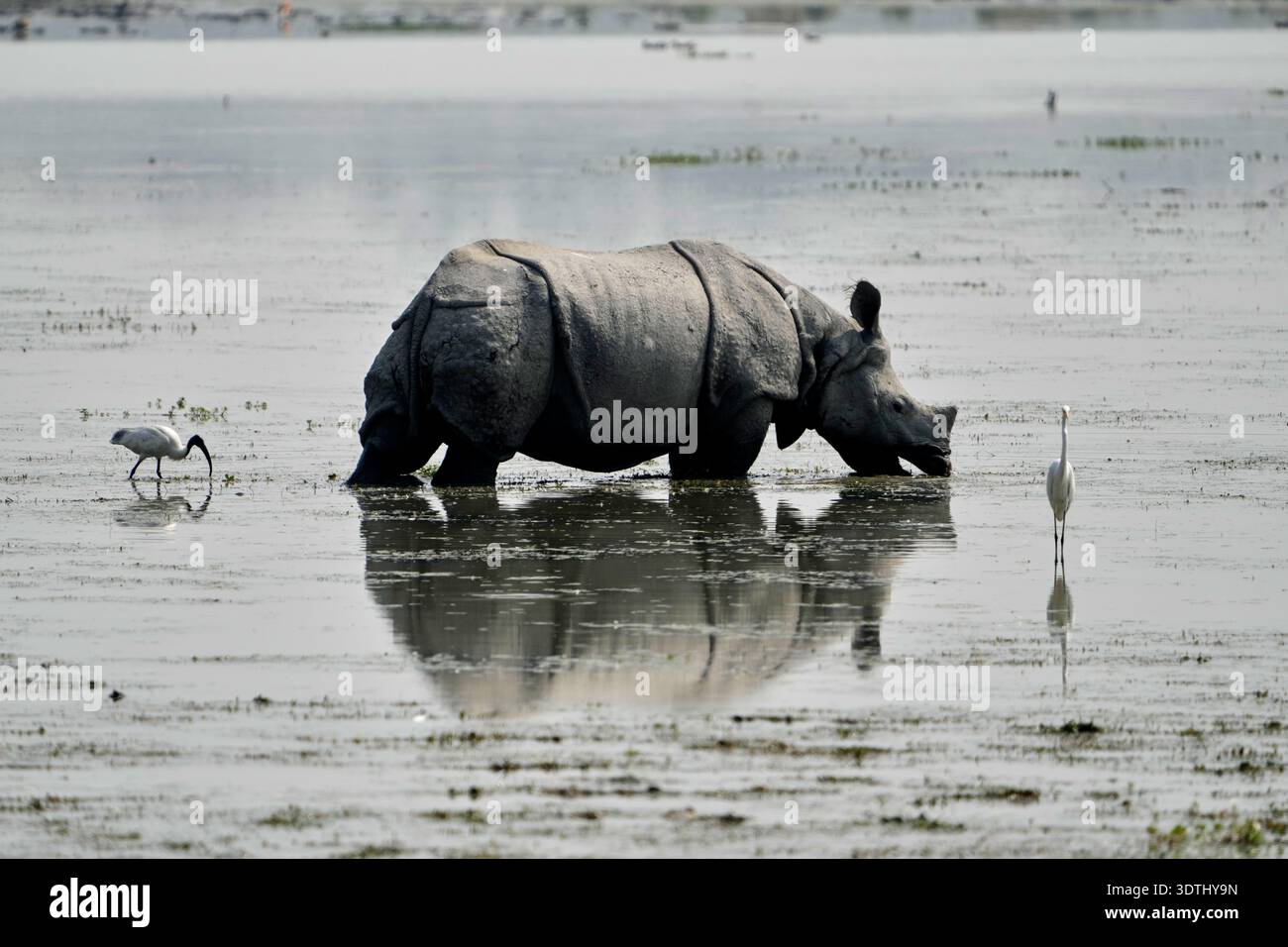 A one horned Rhinoceros grazes in Pobitora wildlife sanctuary on the ...