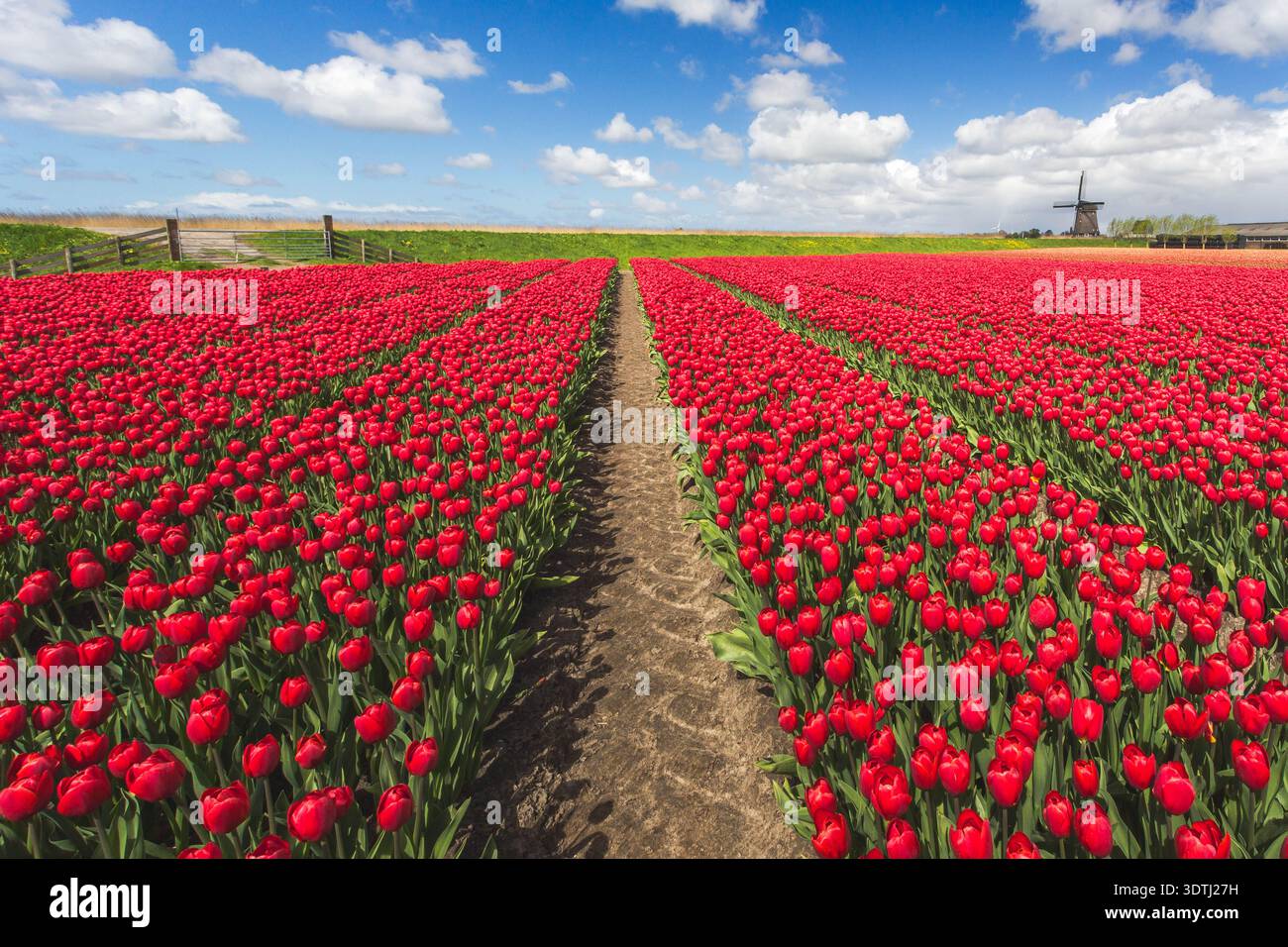 Fields spring blue sky hi-res stock photography and images - Alamy
