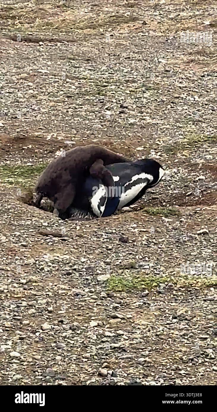 Antarctic wildlife habitat hi-res stock photography and images - Alamy