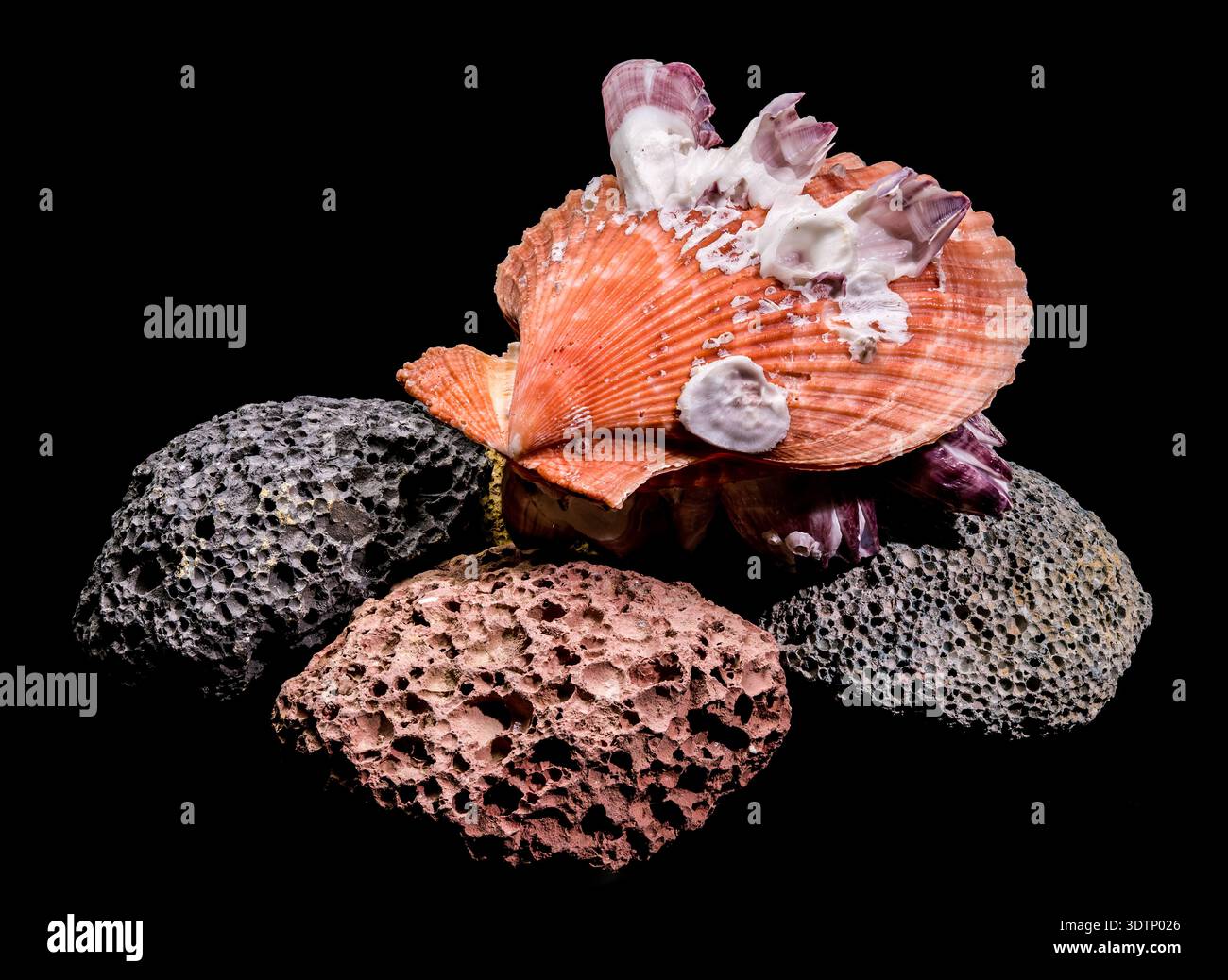 A vibrant orange scallop shell featuring unique purple barnacles sits ...