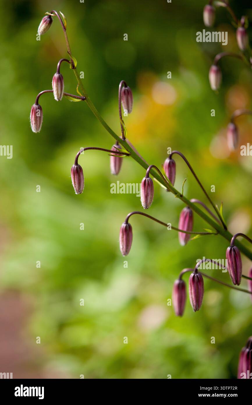 Lilium martagon (Martagon Lily) - recurved spotted tepals on tall stems ...