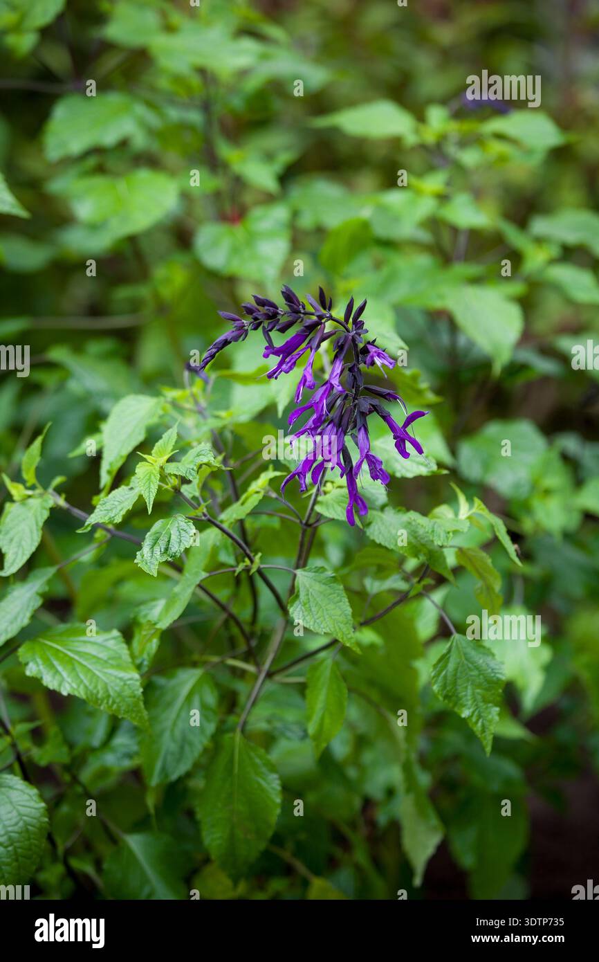 Salvia × hybrida (Hybrid Sage) - dense violet bilabiate flowers on ...