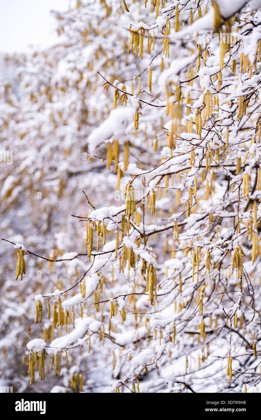 Symbolbild: Neuschnee auf den ersten Blüten und Pollen in Salzburg ...