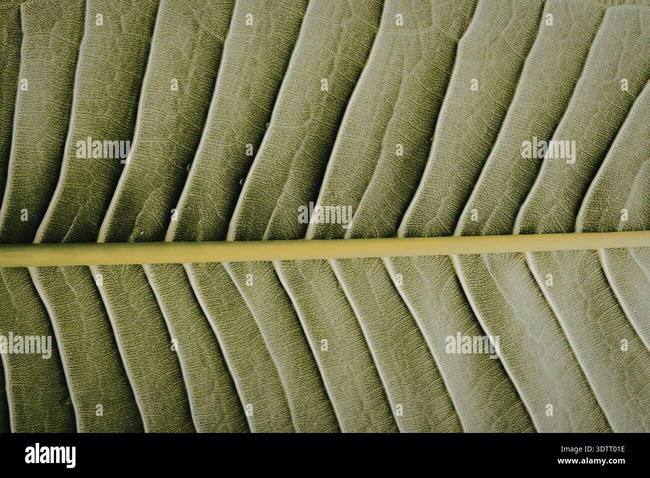 Prominent leafy stem hi-res stock photography and images - Alamy