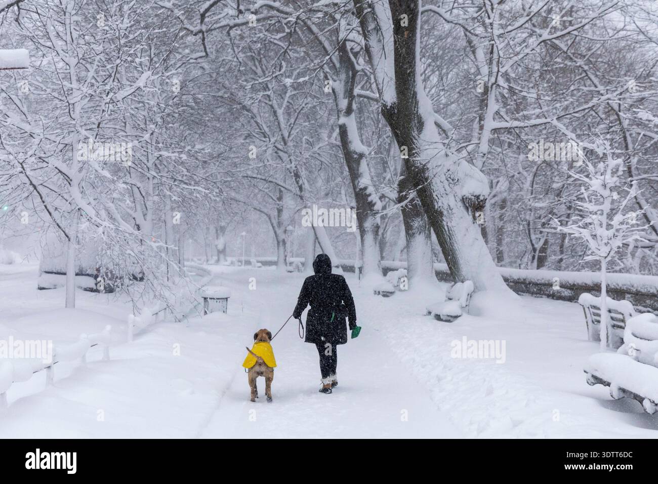 Dogs and their owners are seen braving the snow in Riverside Park ...