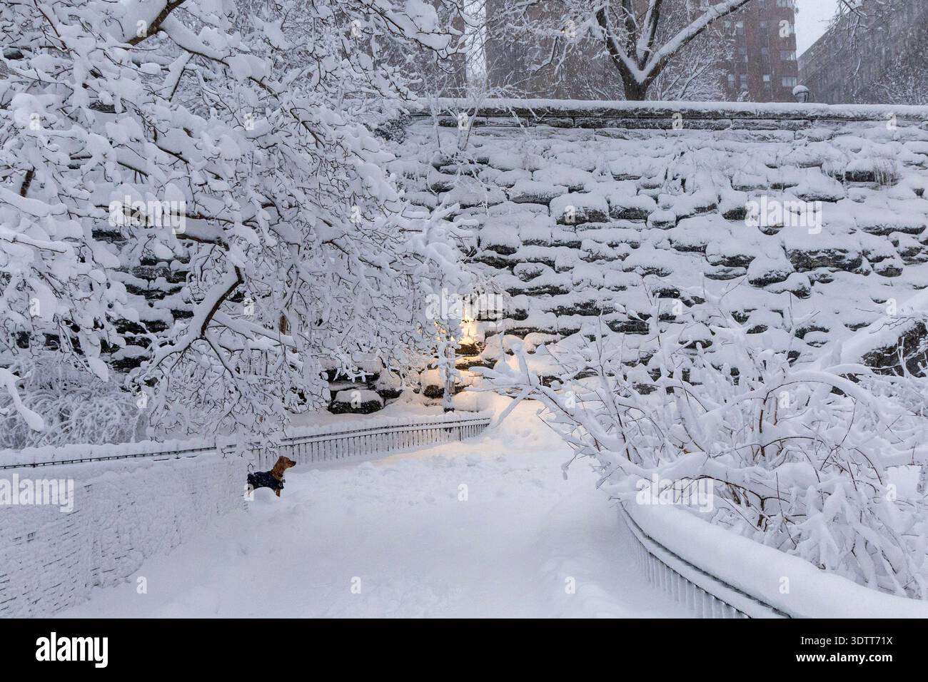 Dogs and their owners are seen braving the snow in Riverside Park ...