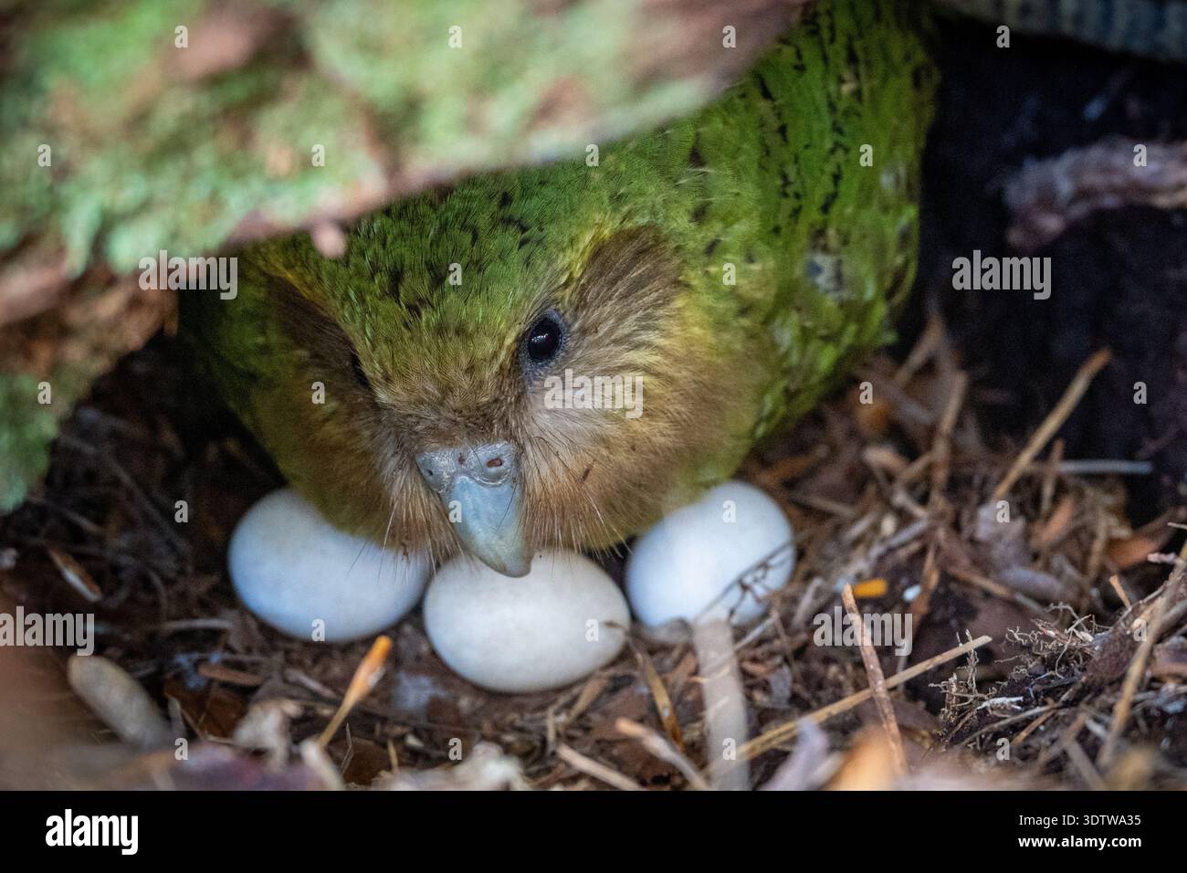 In this photo provided by the Dept. of Conservation, New Zealand ...