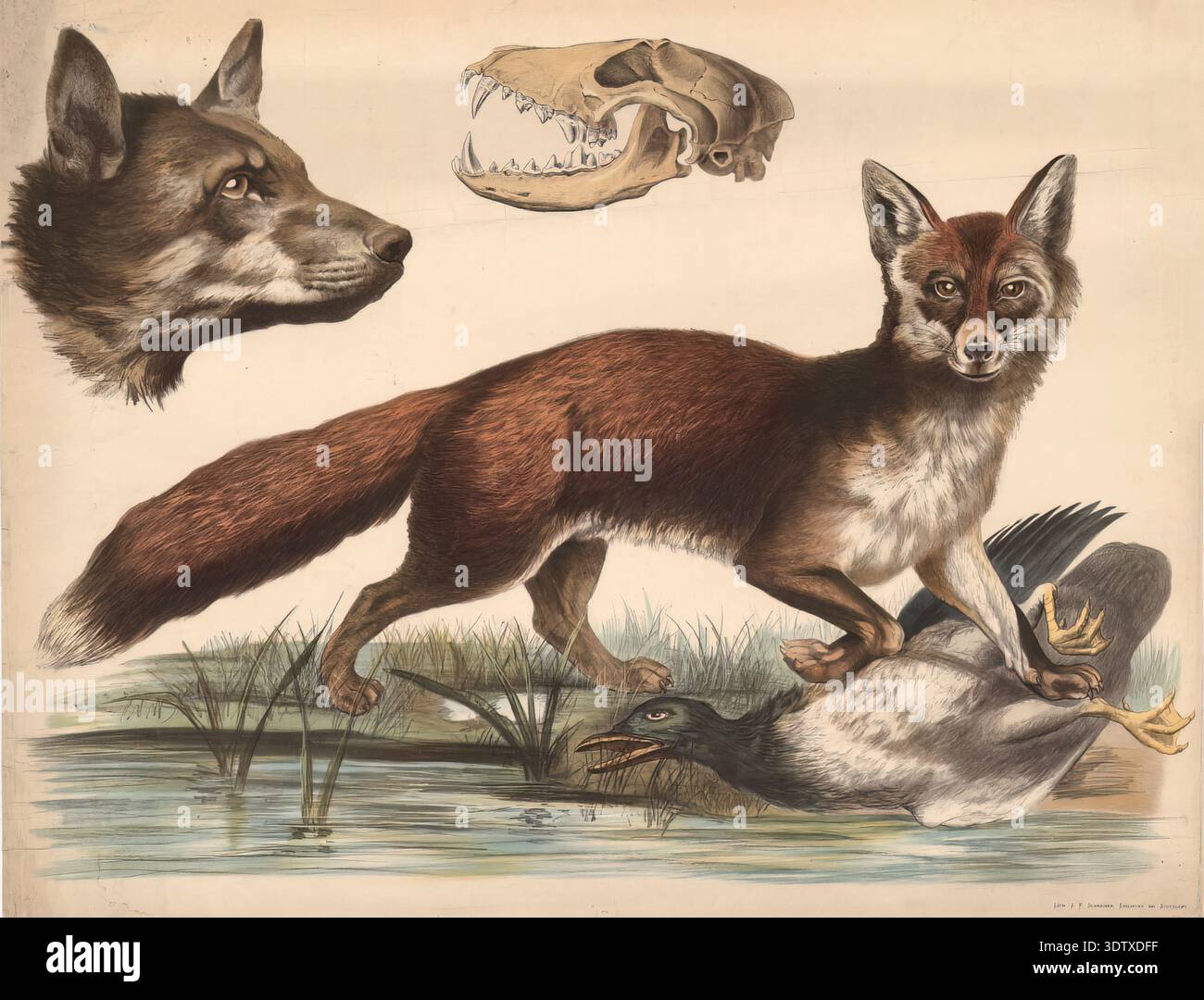 Franz Engleder Fox 1860 scientific drawing detailed fox anatomy ...
