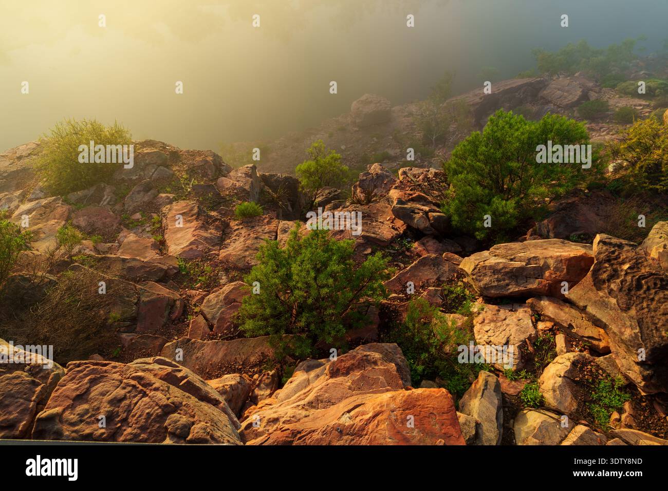 A rocky cliff edge with scattered shrubs overlooks a mist-filled drop ...