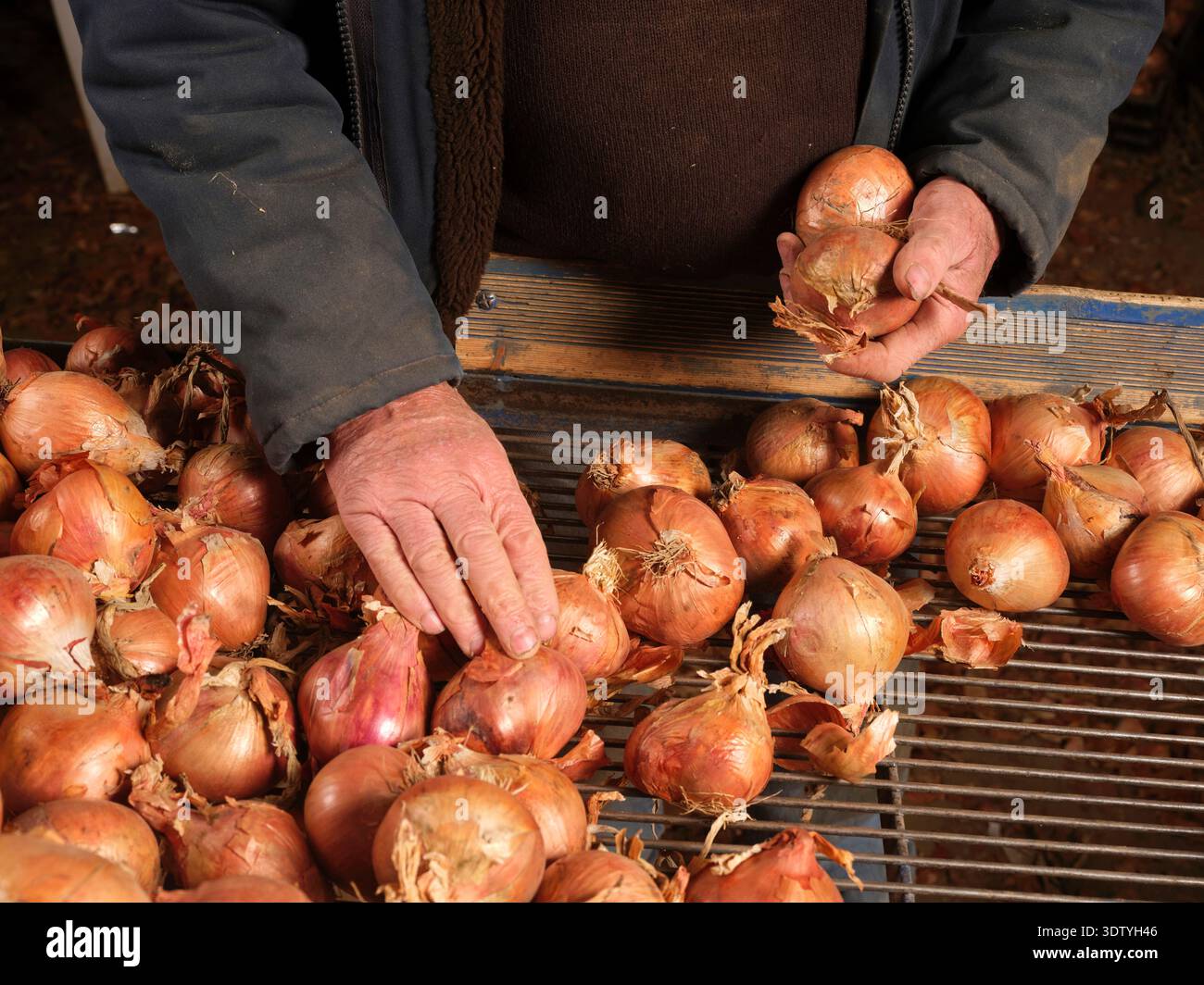 Roscoff (Brittany, north-western France): production of Pink Roscoff ...