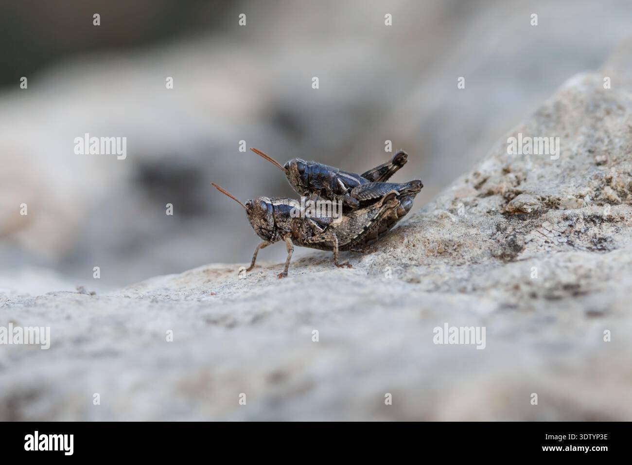 Alcoy cycle hi-res stock photography and images - Alamy
