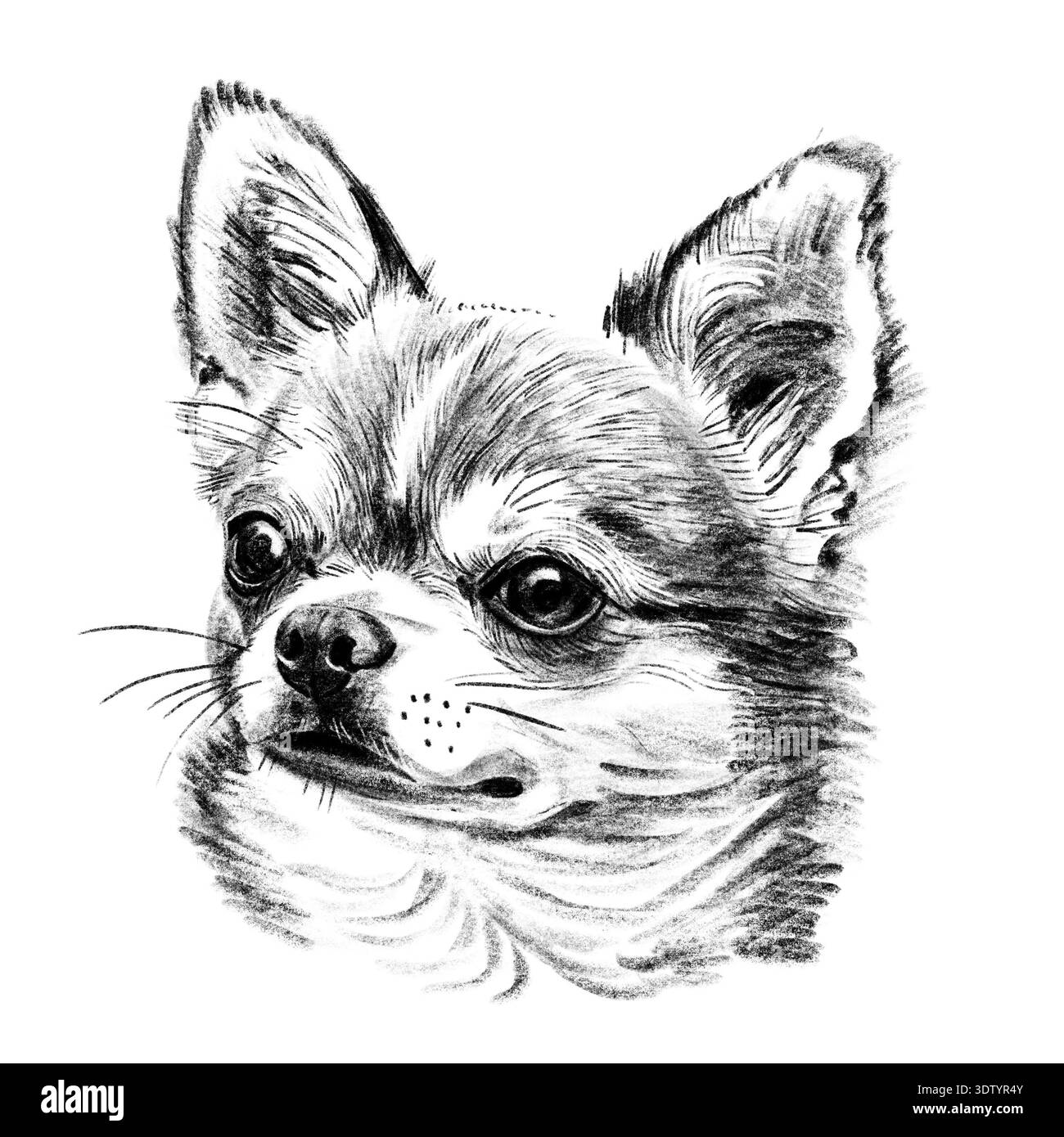 Black and white hand-drawn illustration of a Chihuahua dog head in ...
