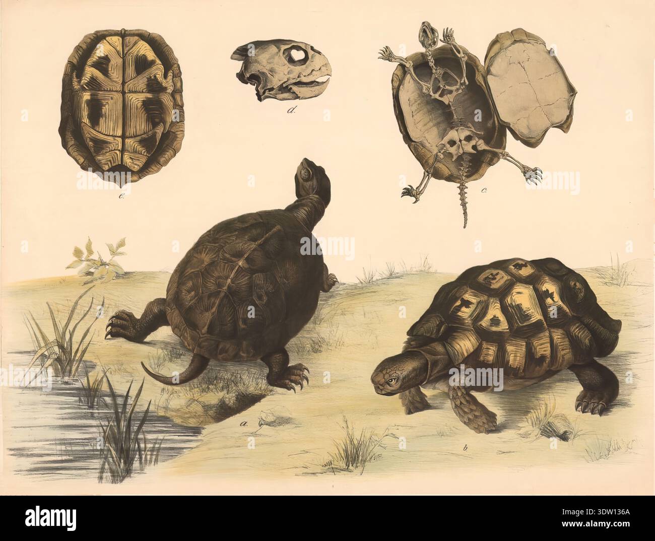 Franz Engleder Sumpfschilkrte Schilkrte 1860 drawing zoological anatomy ...