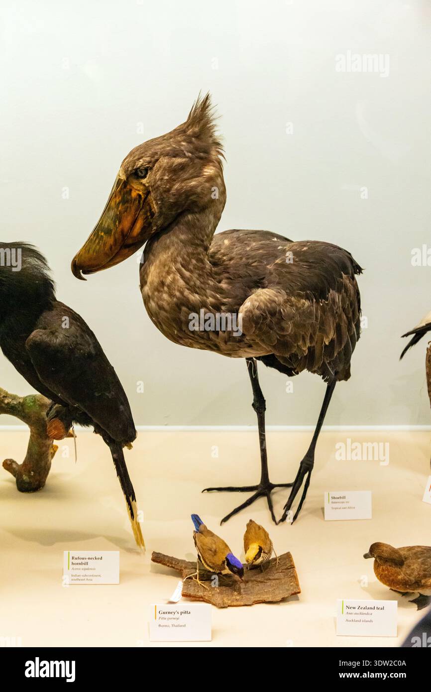 Shoebill Balaeniceps Rex Bird Also Known As The Whale Headed Stork