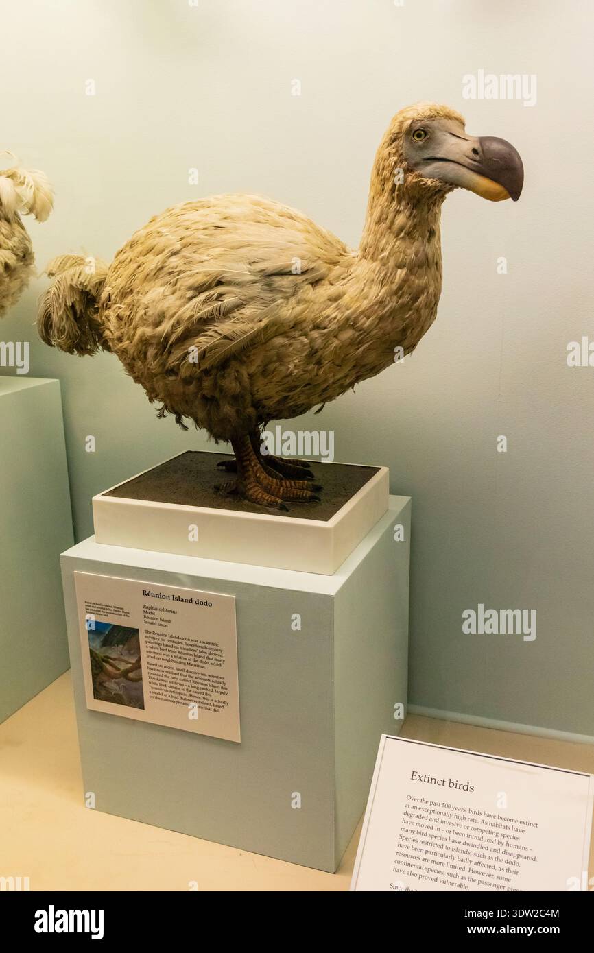 dodo (Raphus cucullatus) bird, Natural History Museum in London ...