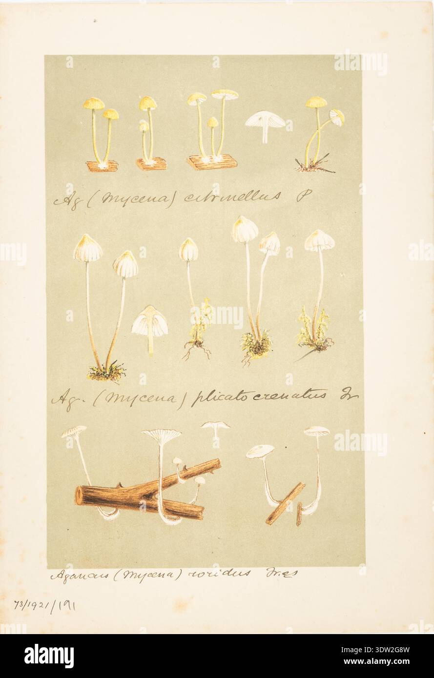Mycena plicato crenatus hi-res stock photography and images - Alamy