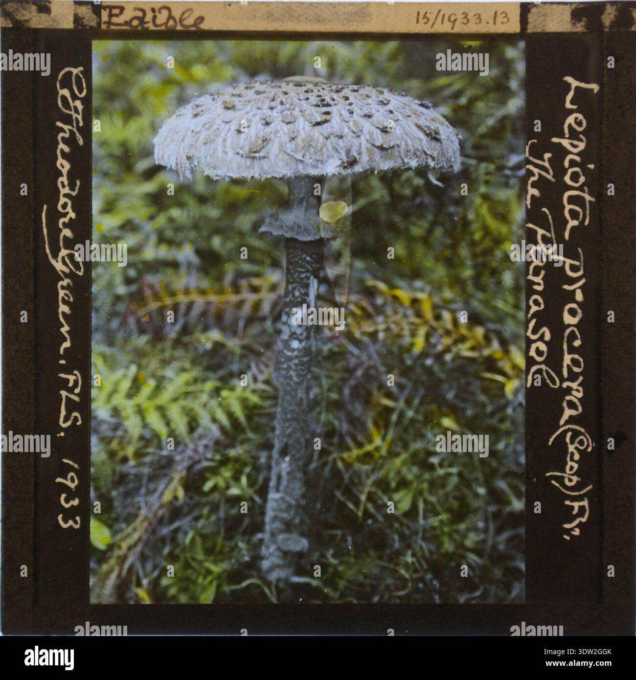 Hand coloured fungal slide hi-res stock photography and images - Alamy