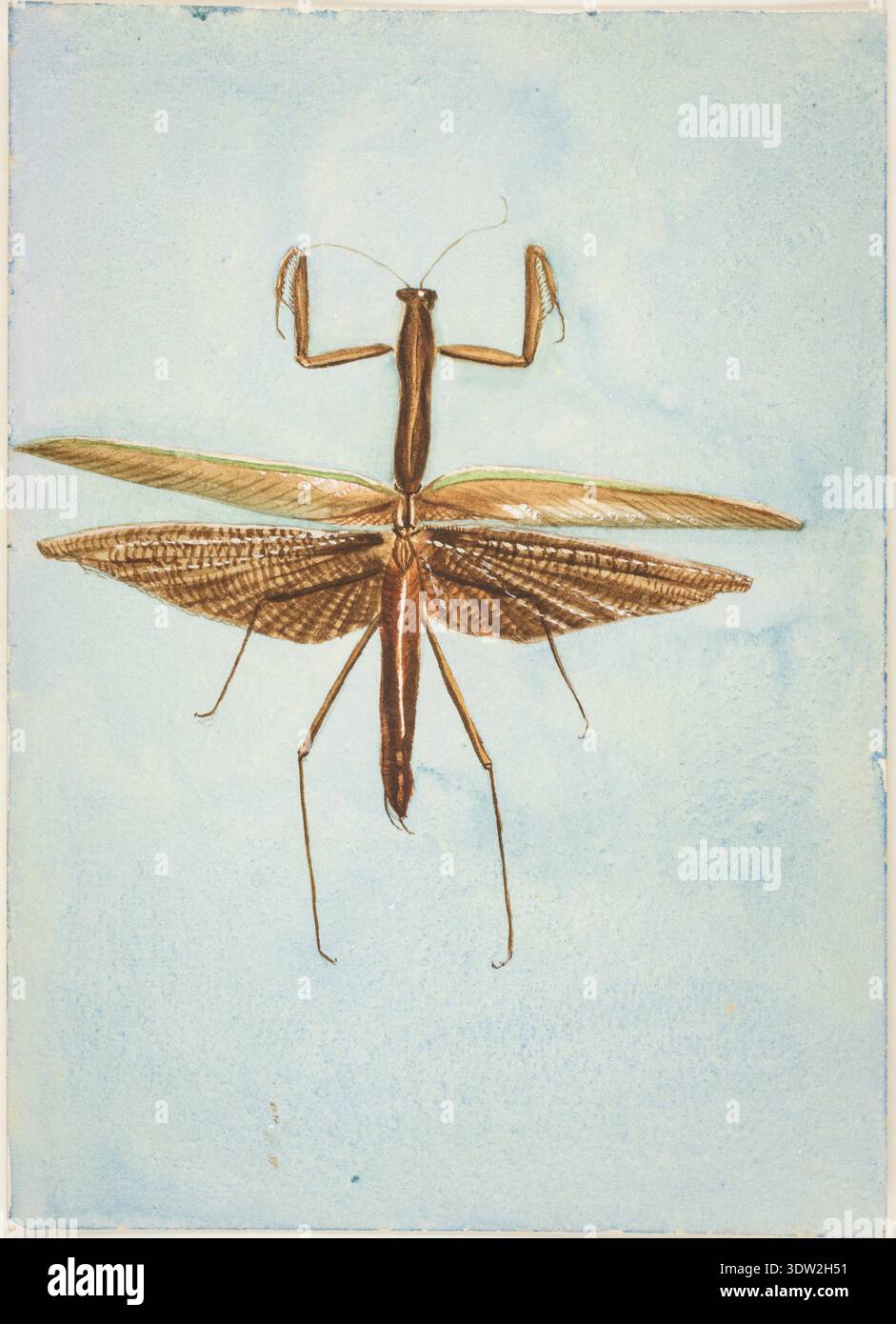 Praying mantis is a predatory insect of the order Mantodea known for ...