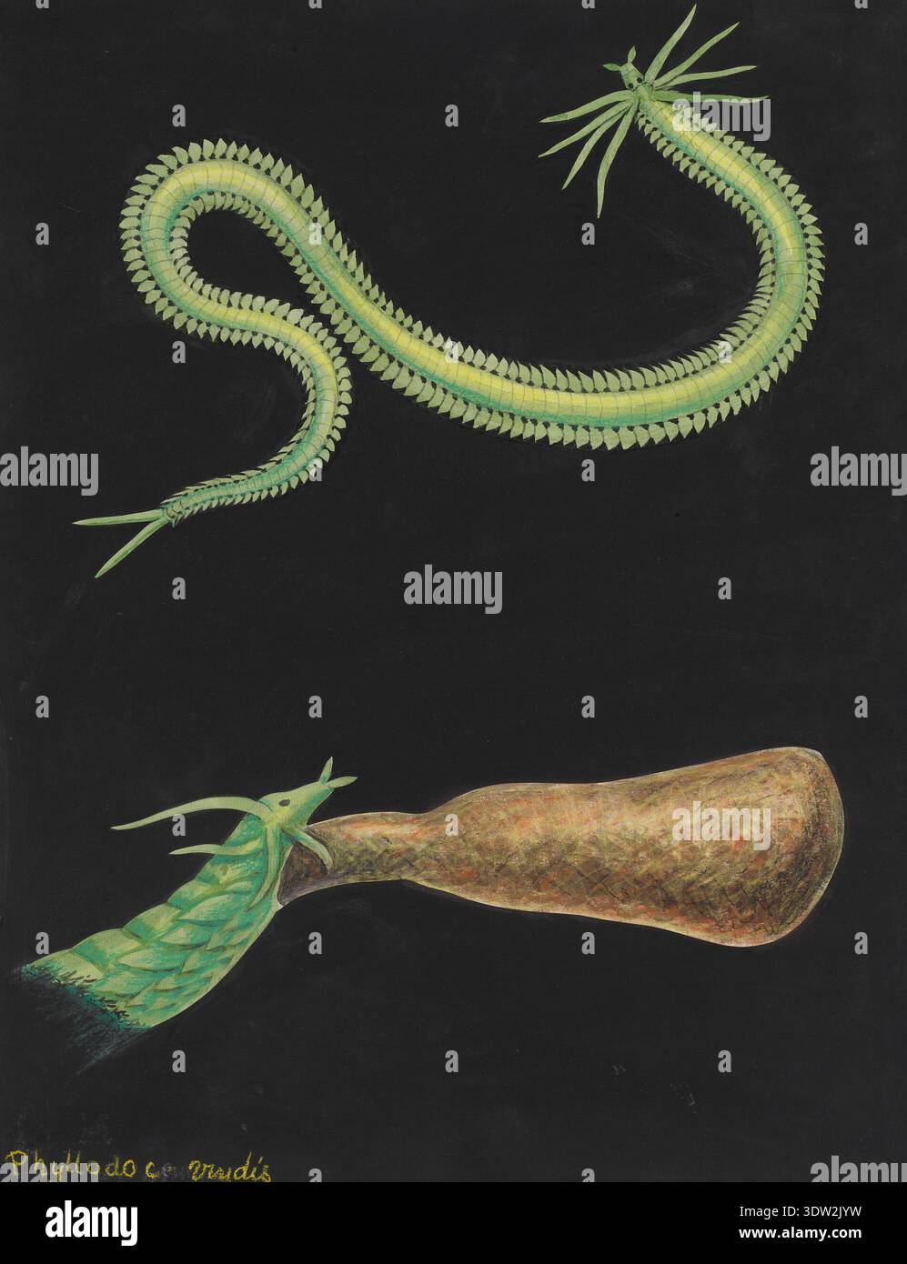 Polychaete morphology depiction hi-res stock photography and images - Alamy