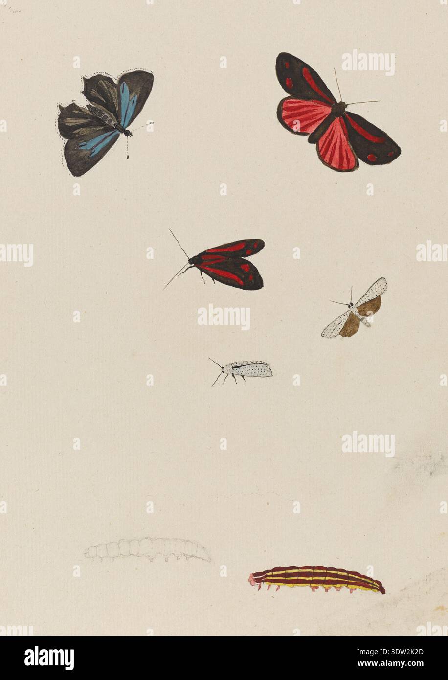 Cinnabar moth life cycle depiction hi-res stock photography and images ...