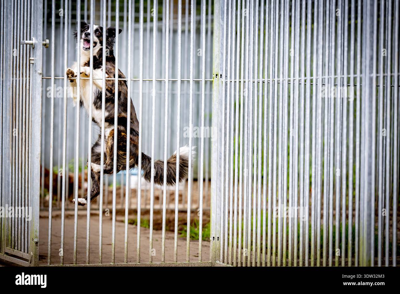 ROTTERDAM - A dog in an animal shelter ROBIN UTRECHT / ANP netherlands ...