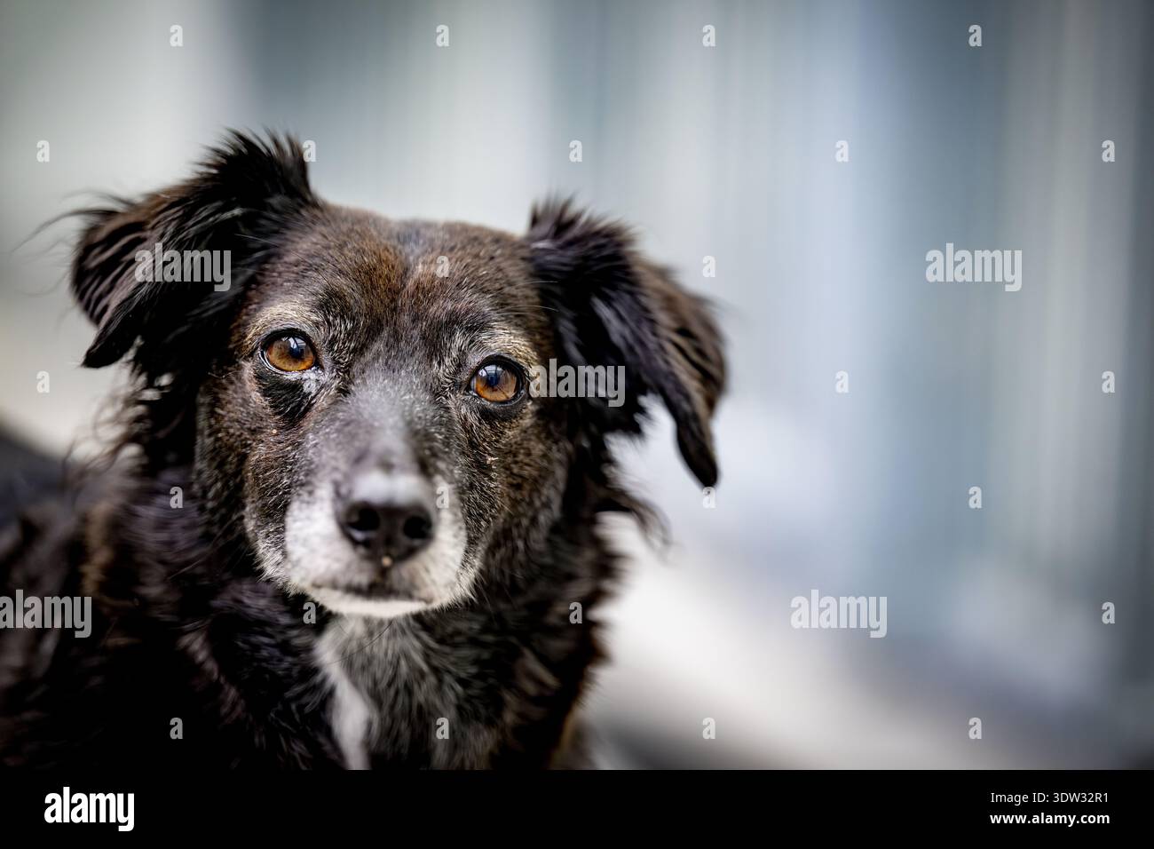 ROTTERDAM - A dog in an animal shelter ROBIN UTRECHT / ANP netherlands ...