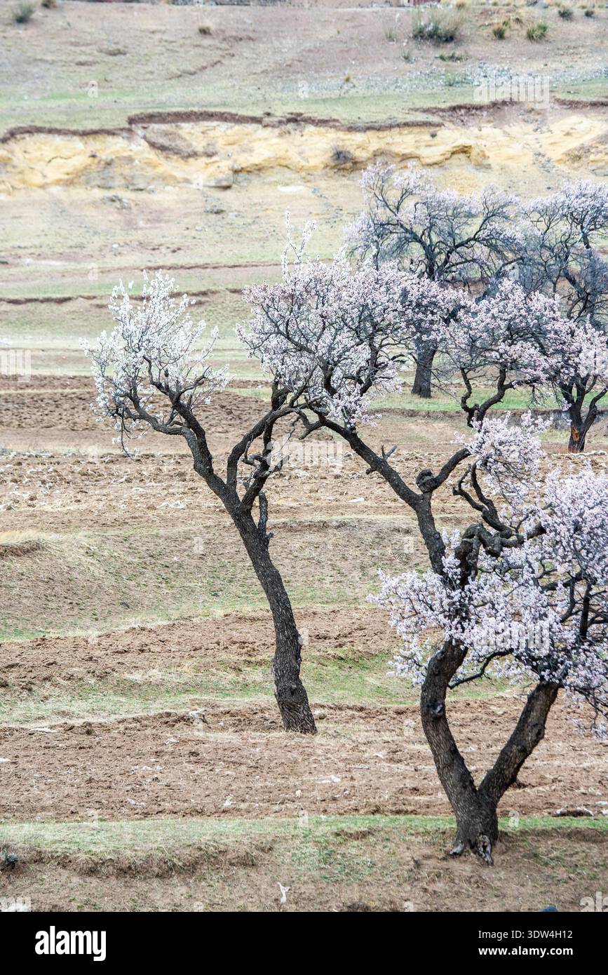 Peach trees in bloom on a rural hillside in Shanxi Province, China. The ...