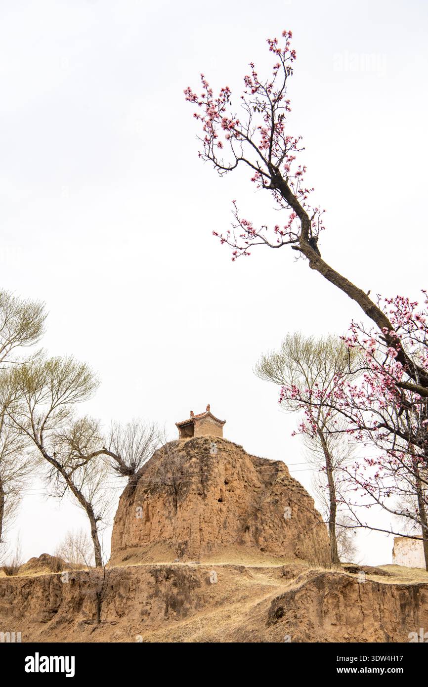 Peach trees in bloom on a rural hillside in Shanxi Province, China. The ...