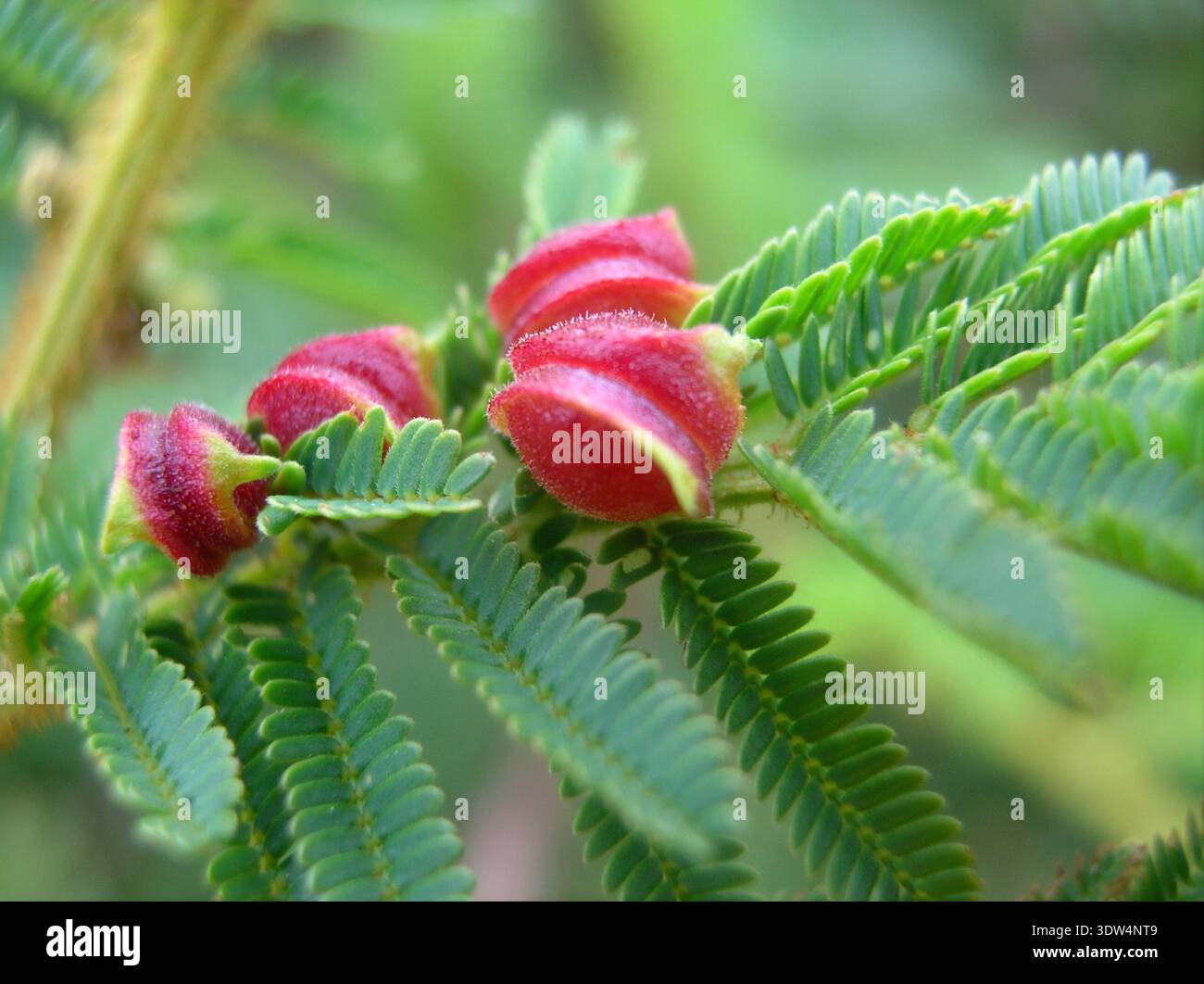 Close up of red galls on a sensitive plant Mimosa Pudica Stock Photo ...