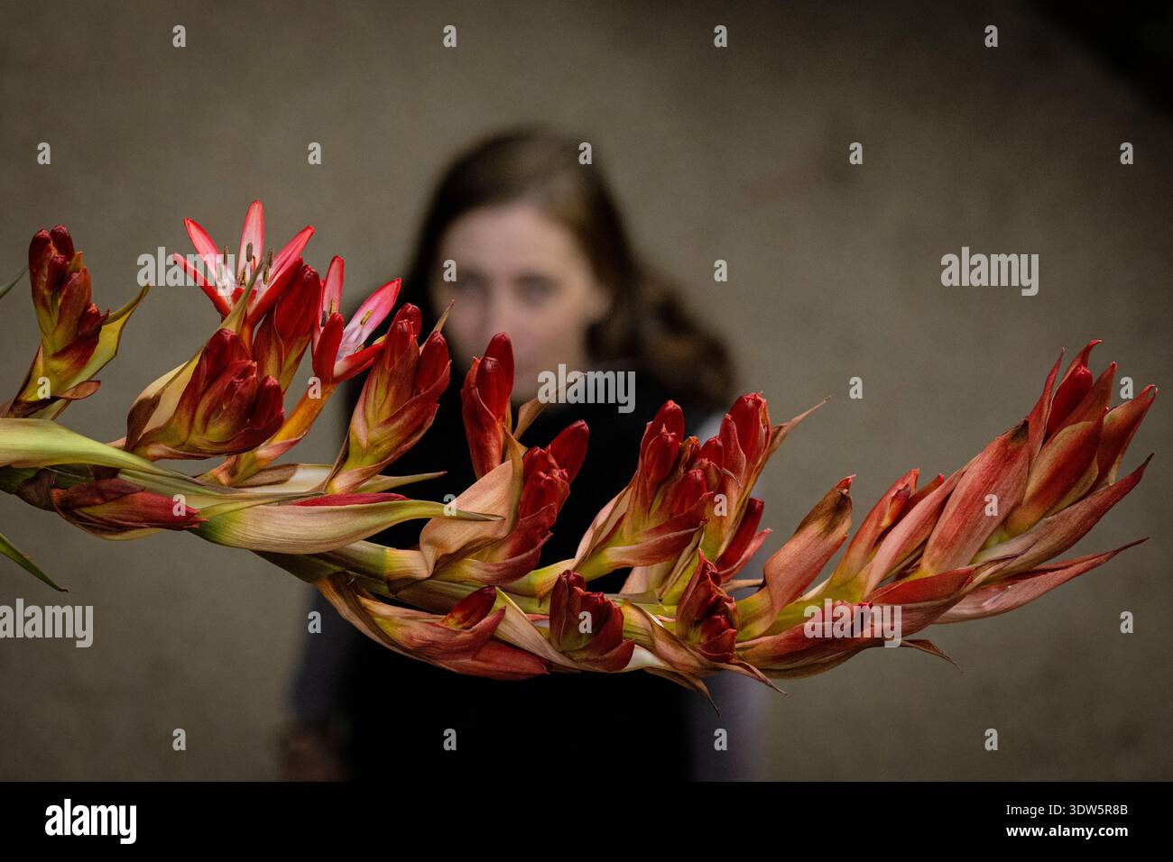 Giant spear lily (Doryanthes palmeri) bloomed after 31 years in the ...