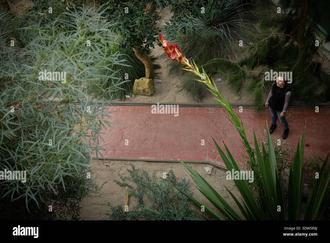 Giant spear lily (Doryanthes palmeri) bloomed after 31 years in the ...