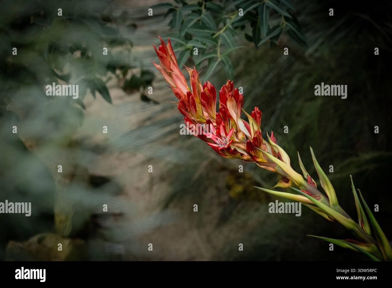 Giant spear lily (Doryanthes palmeri) bloomed after 31 years in the ...