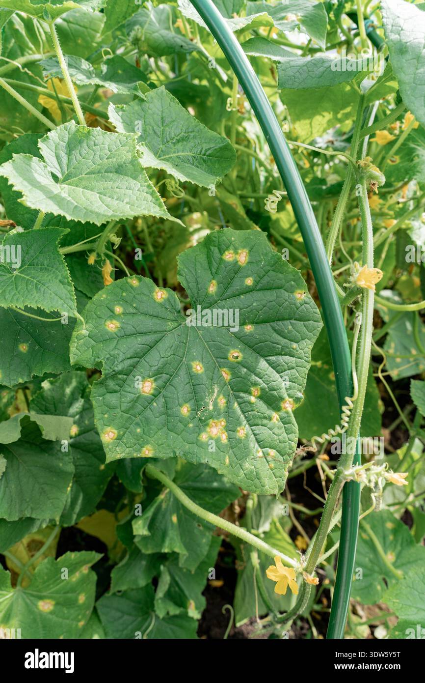 Cucumber plant leaf displaying symptoms of fungal disease, showing ...