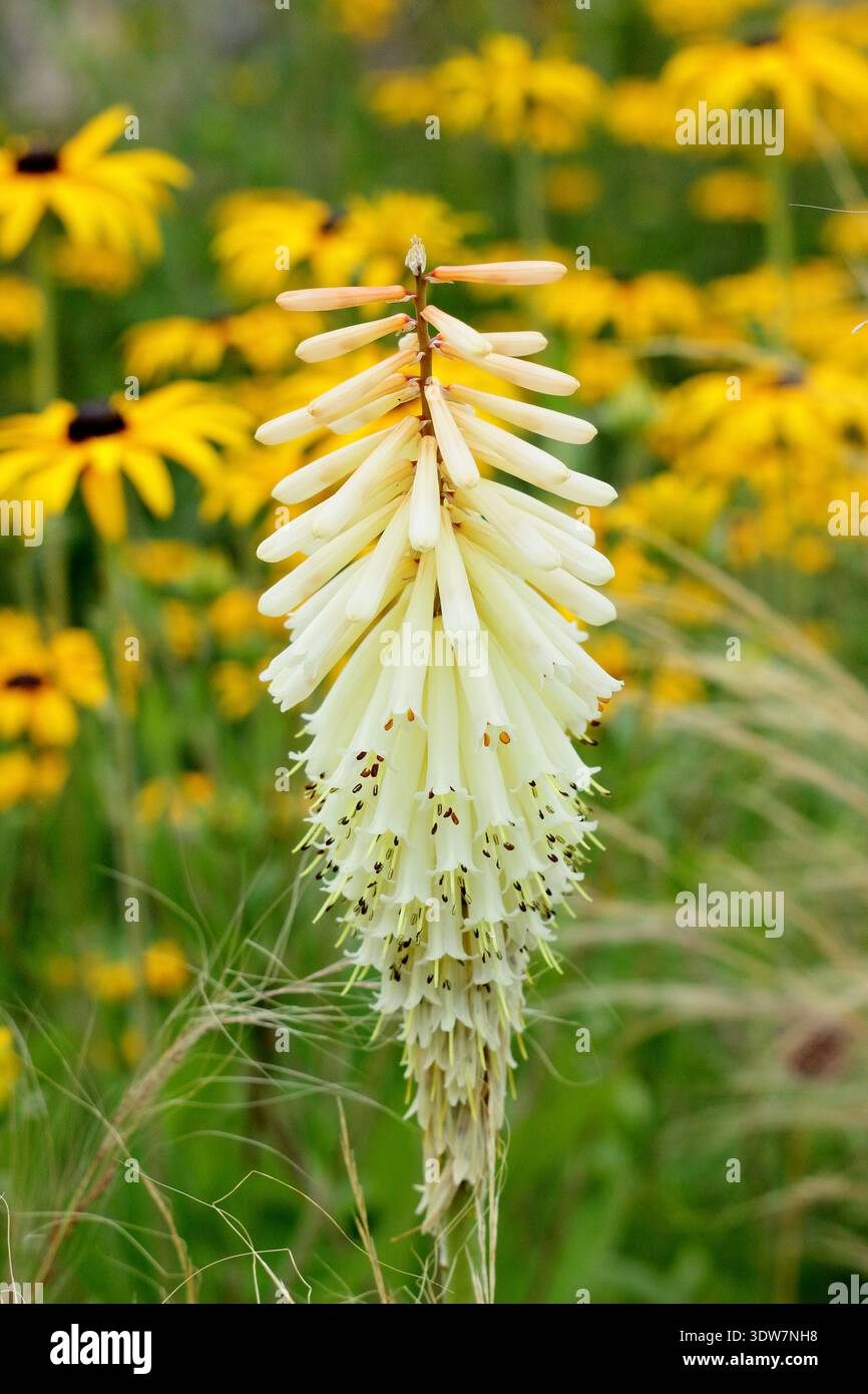 Kniphofia Toffee Nosed Stock Photo - Alamy