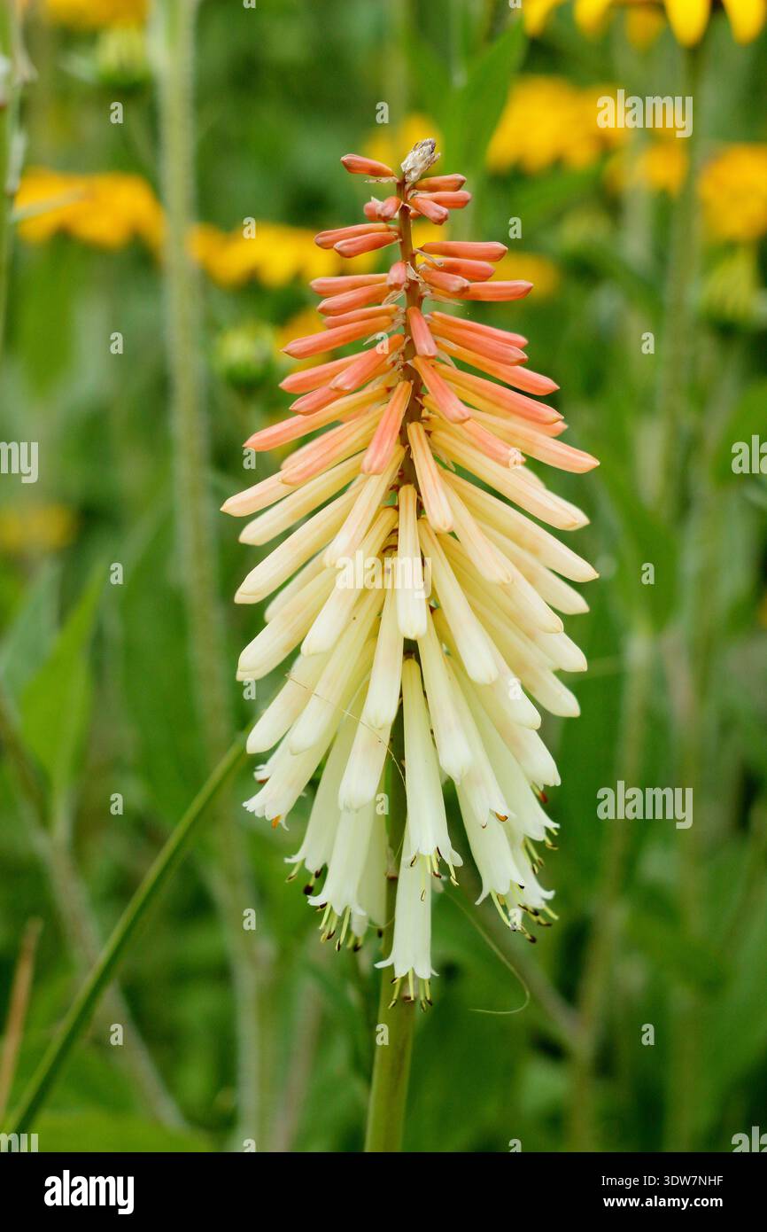Kniphofia Toffee Nosed Stock Photo - Alamy