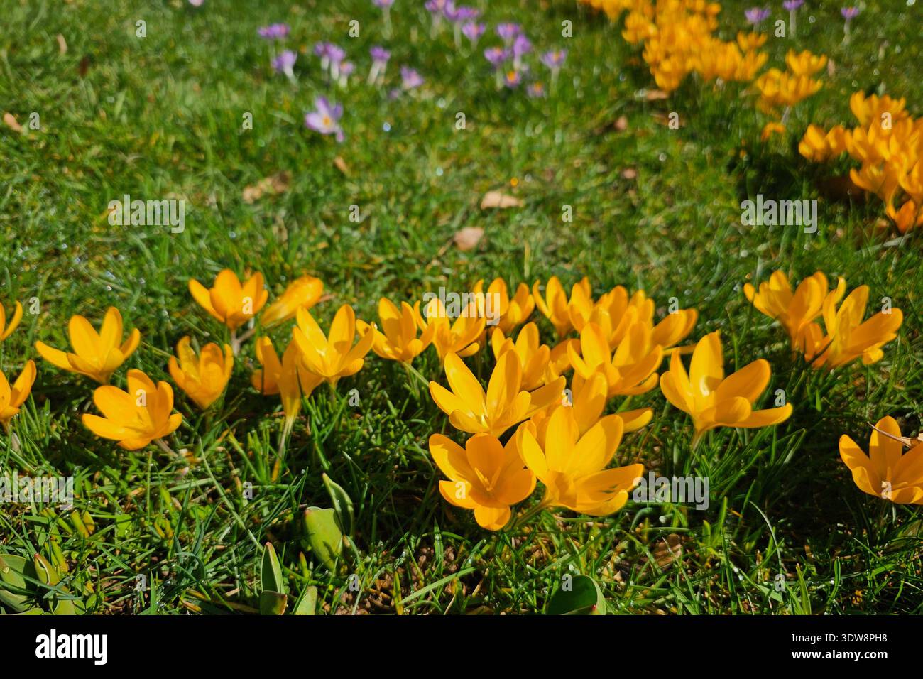 Gelbe Blumen Fruhling