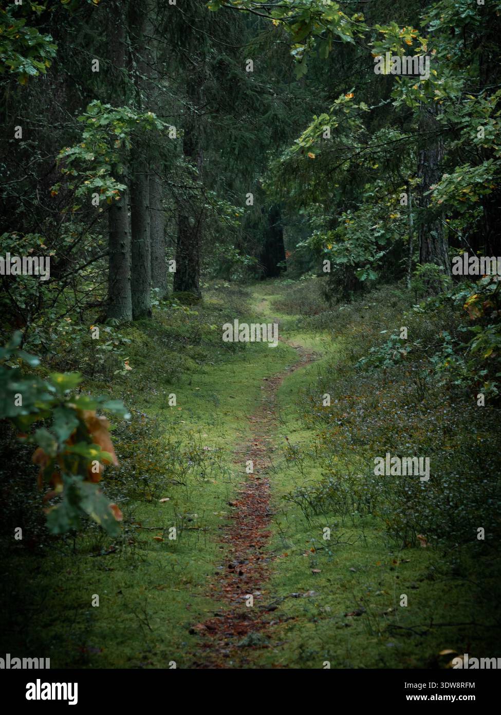 Narrow forest path leading hi-res stock photography and images - Alamy