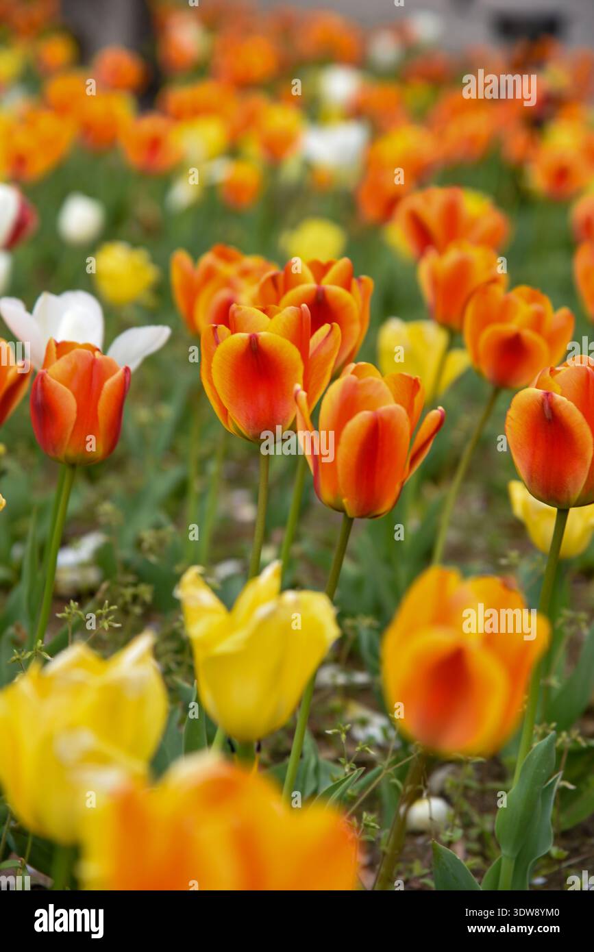Tree trunk frame tulip bed hi-res stock photography and images - Alamy