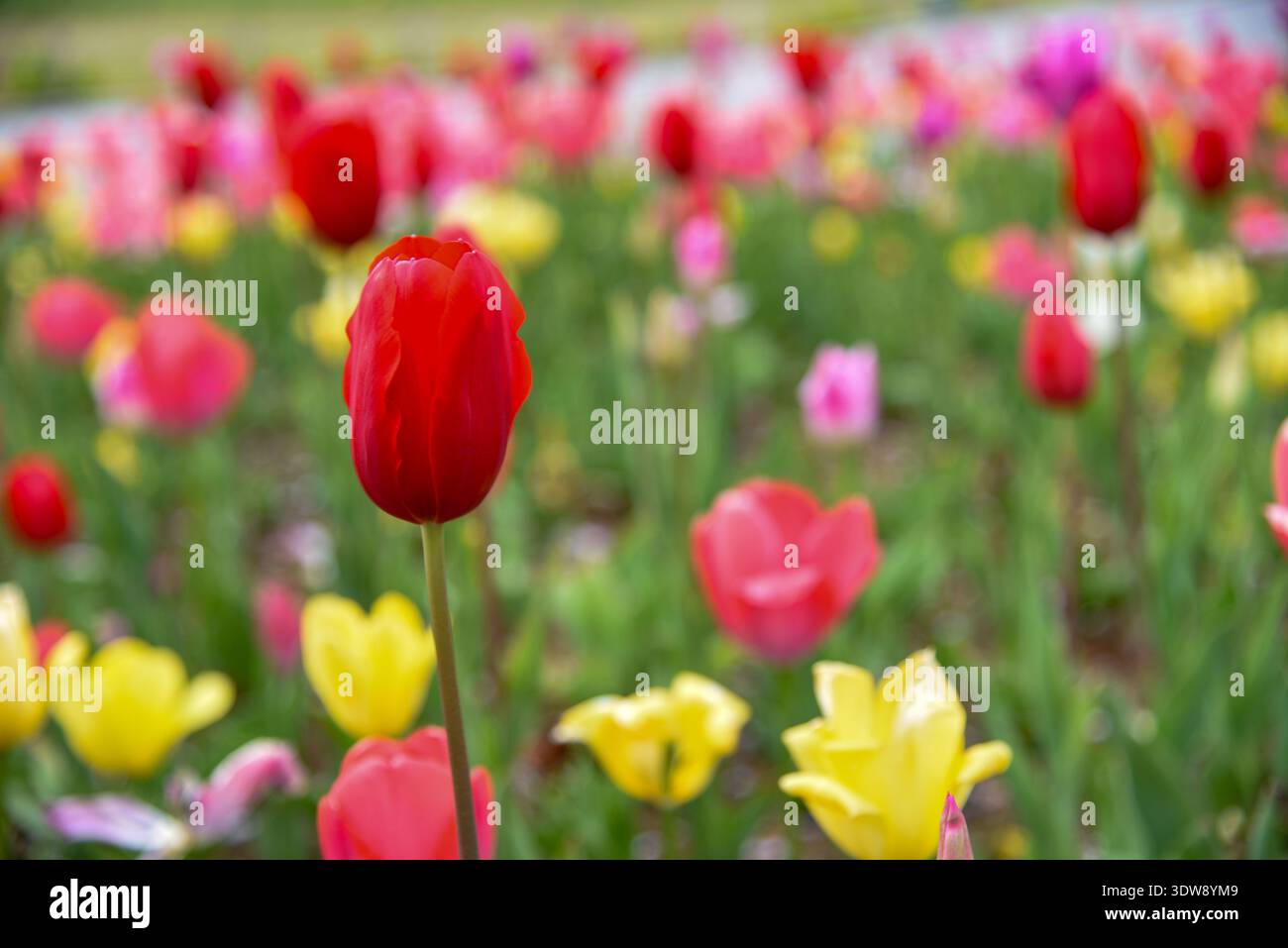 Tulip isolation technique hi-res stock photography and images - Alamy