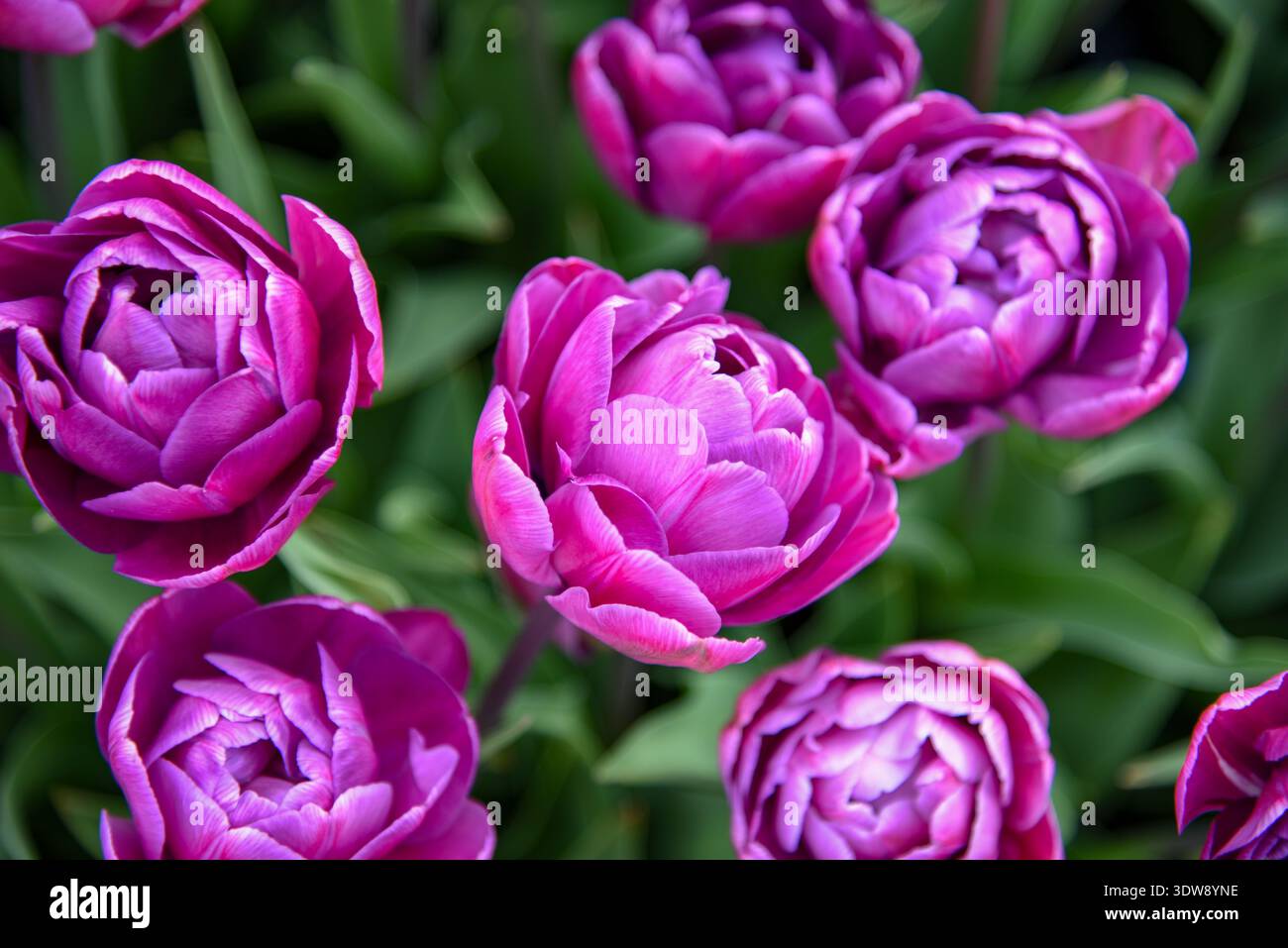 Deep purple double tulip cluster hi-res stock photography and images ...