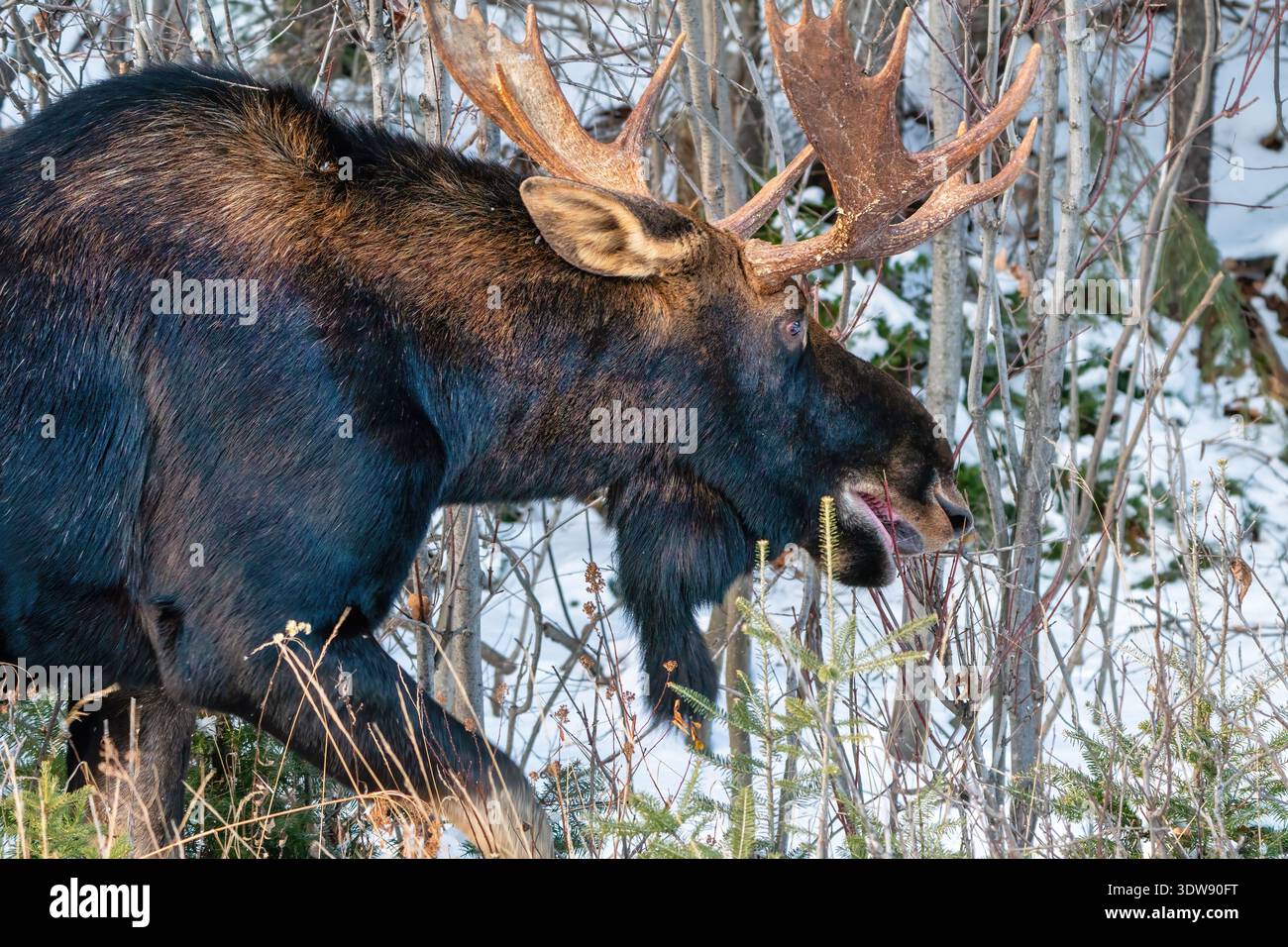 Bull moose foraging on hi-res stock photography and images - Alamy