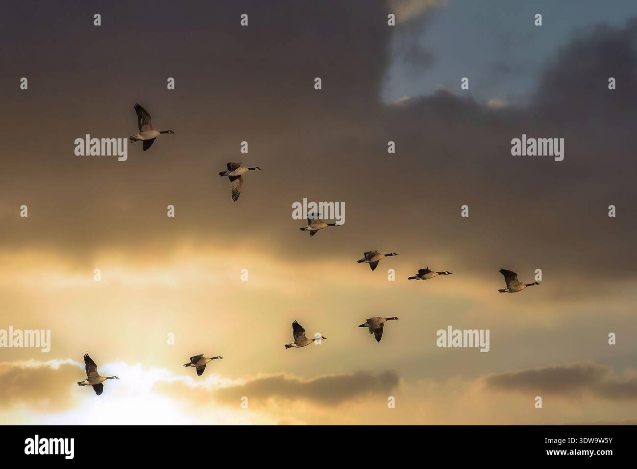 Flock of Canada geese in V-formation flight at dramatic sunset sky ...