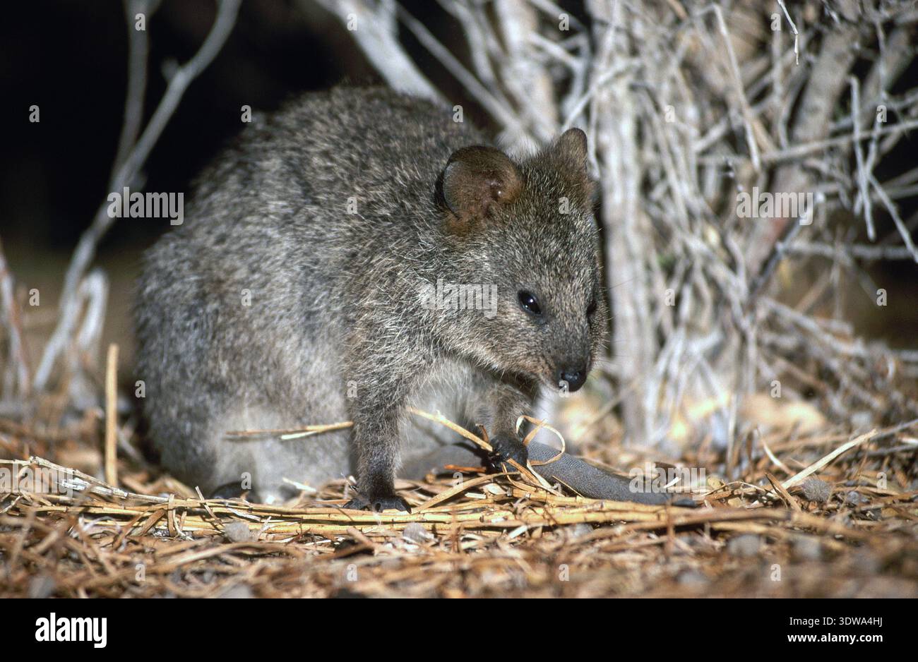 Quokka (setonix brachyurus) Rottnest Island, are charming marsupials ...