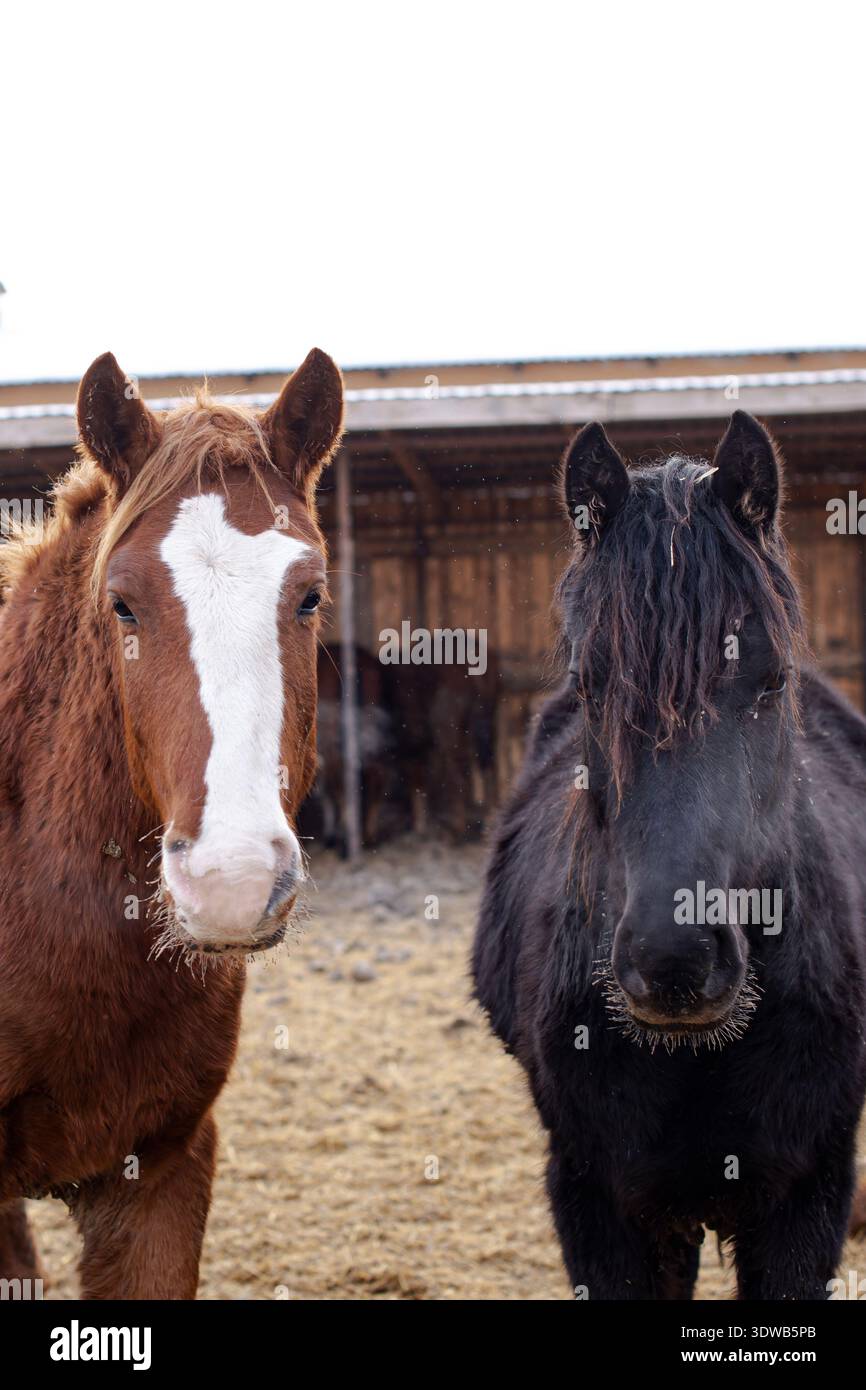 Group of farm horses raised for meat production standing outdoors in a ...